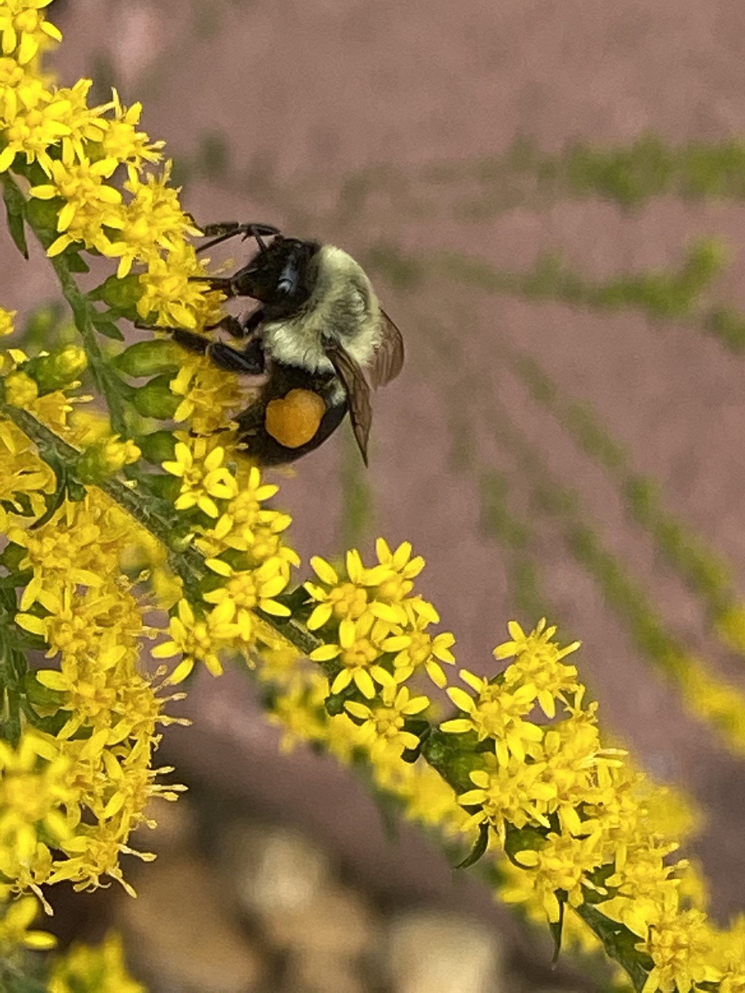 Protecting Pollinators in Sampson County | NC State Extension