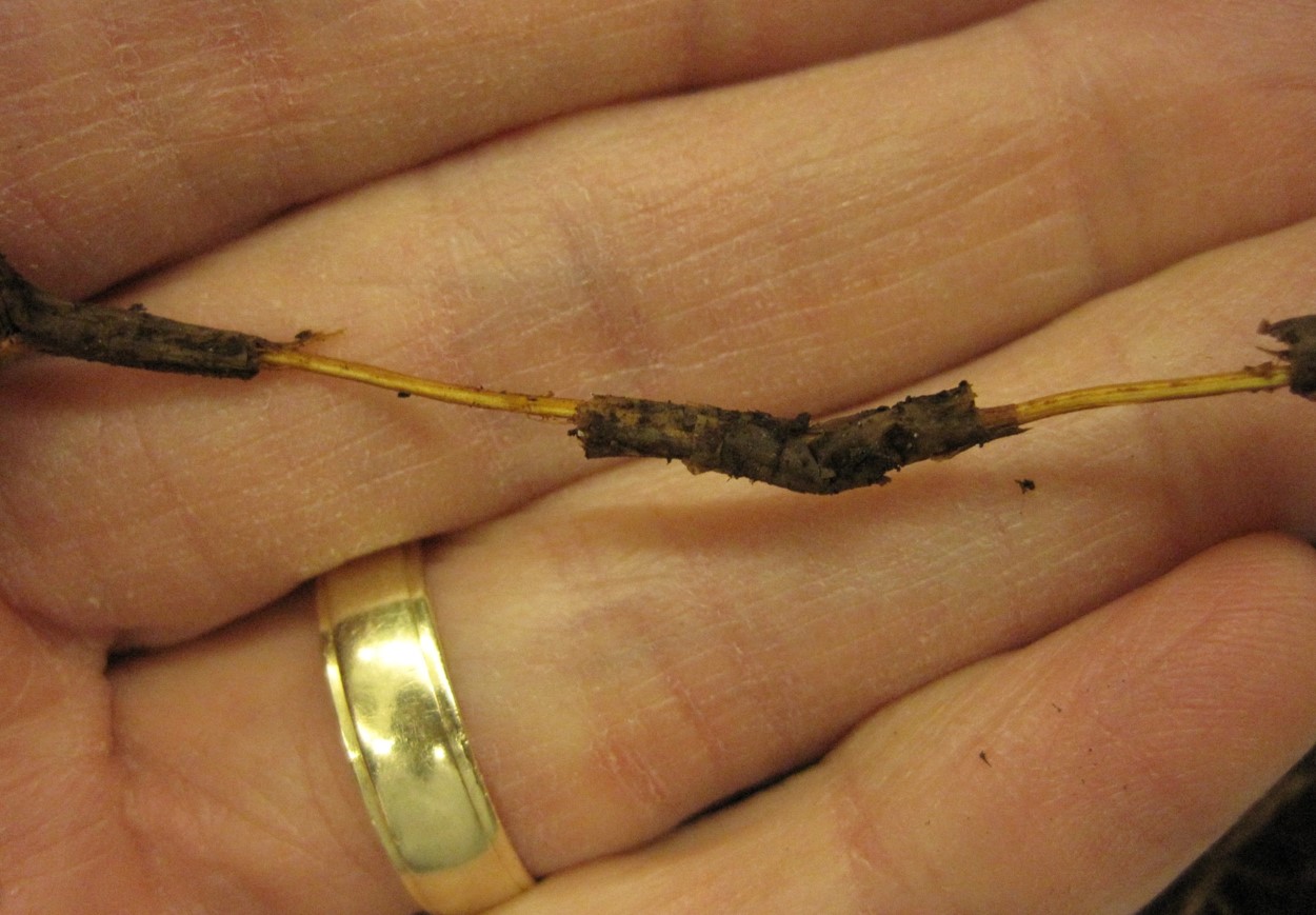 Identification and Decision Guide for Cypress Problems | NC State Extension