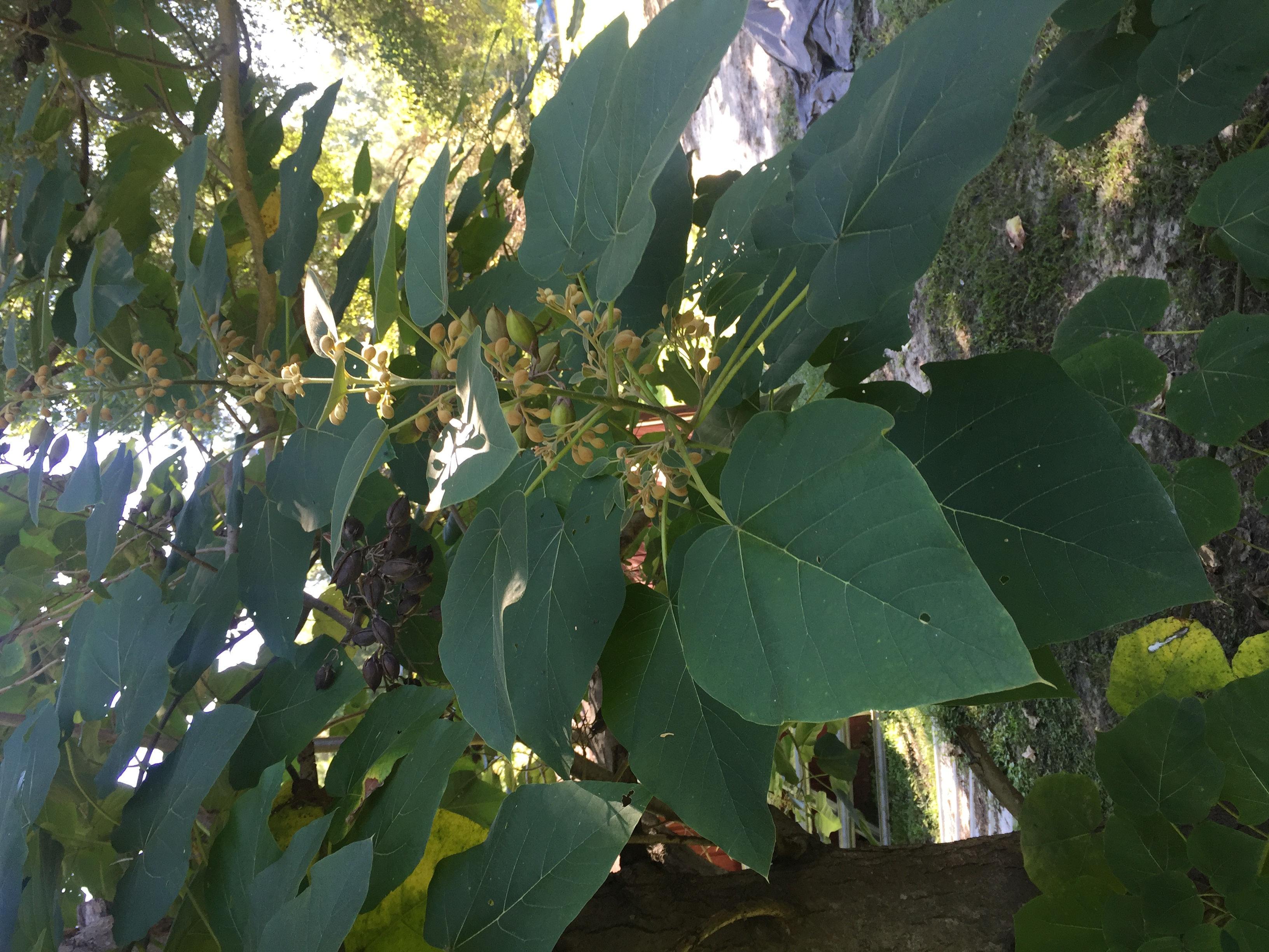 Princess Tree ID and Portable “OK Corral” for Rent to Area Farmers ...