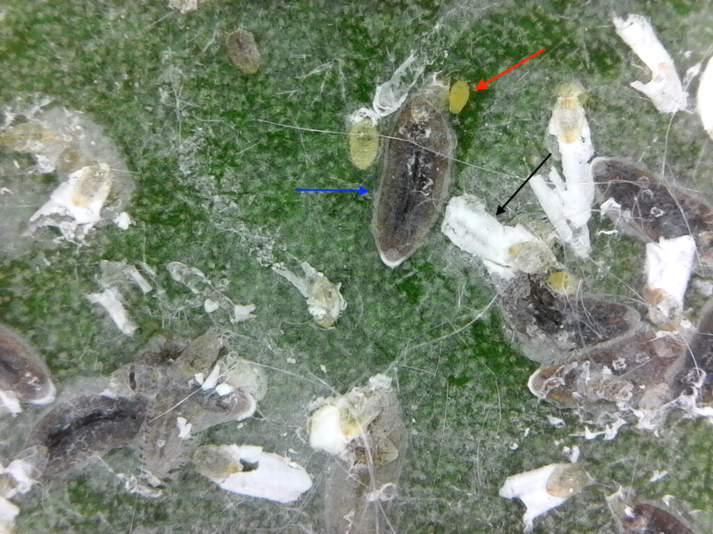 Inspect Camellias Now for Tea Scale | N.C. Cooperative Extension