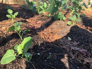 Growing Heirloom Italian Broccoli | N.C. Cooperative Extension