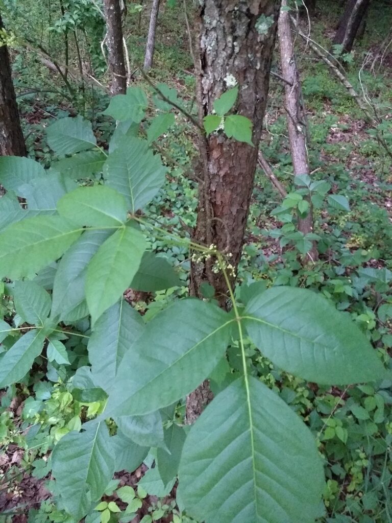 Poison Ivy Identification and Control | N.C. Cooperative Extension