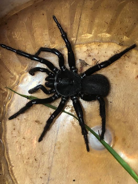 Pest Alert – Spiders In and Around the Home | N.C. Cooperative Extension