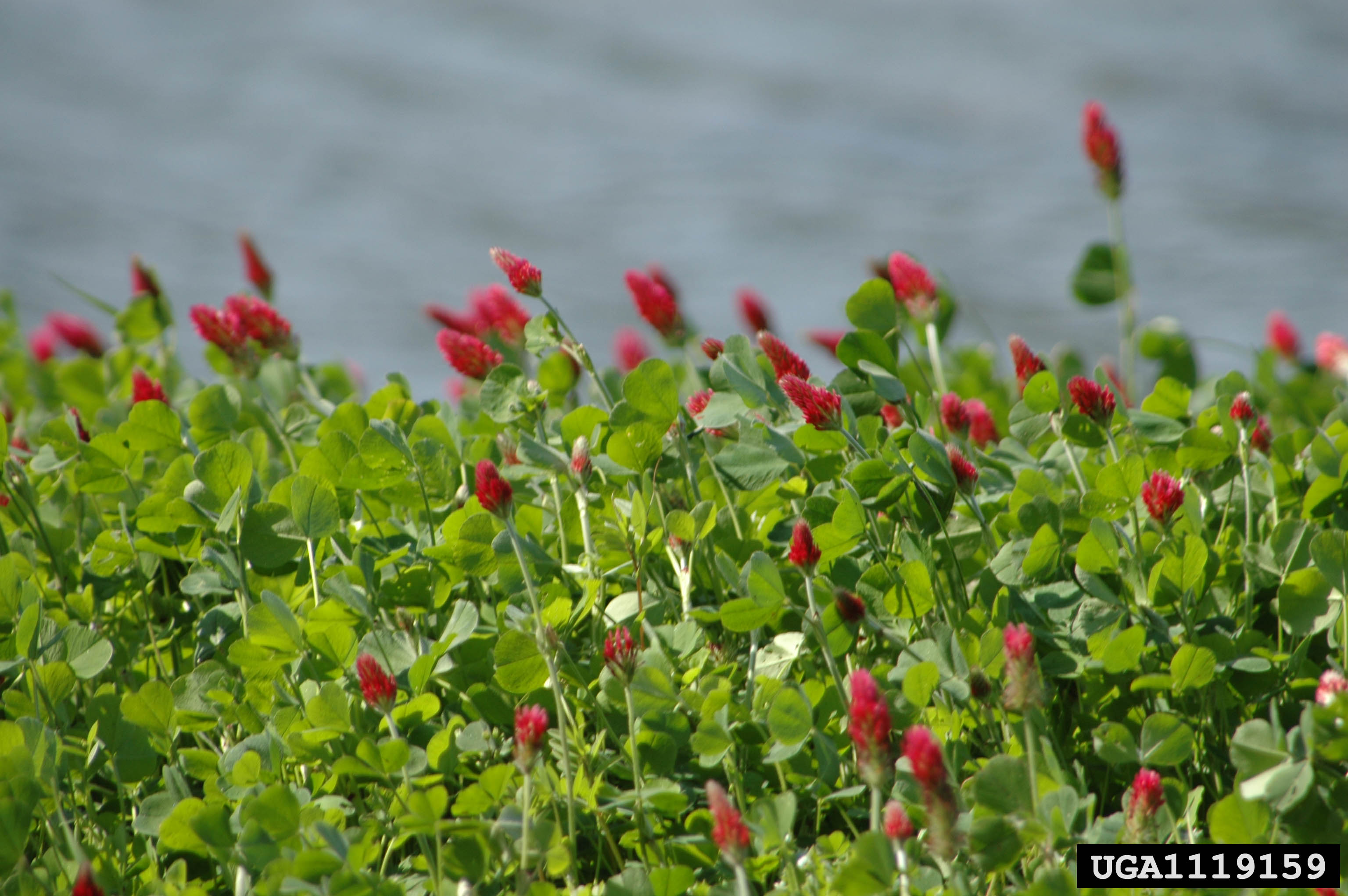Try Cover Cropping- a Guide for Home Gardeners | N.C. Cooperative Extension
