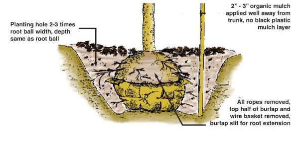 Leyland Cypress Issues and Alternatives | N.C. Cooperative Extension
