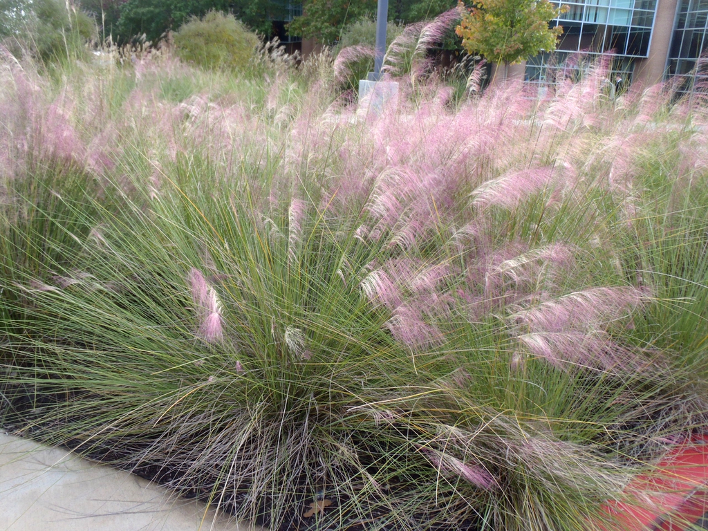 List of Native Grasses | N.C. Cooperative Extension