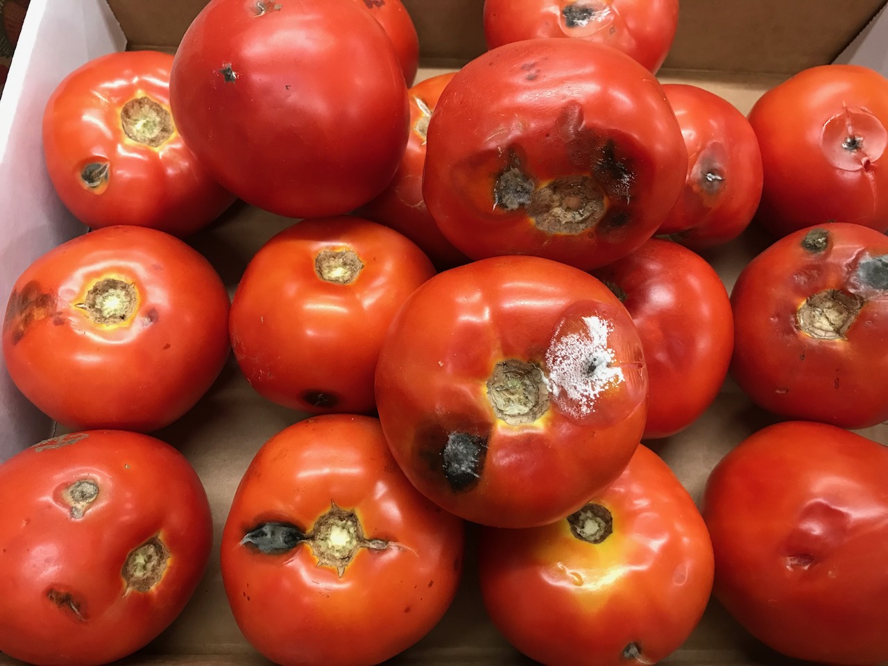 Postharvest Produce Guide – Tomato | NC State Extension
