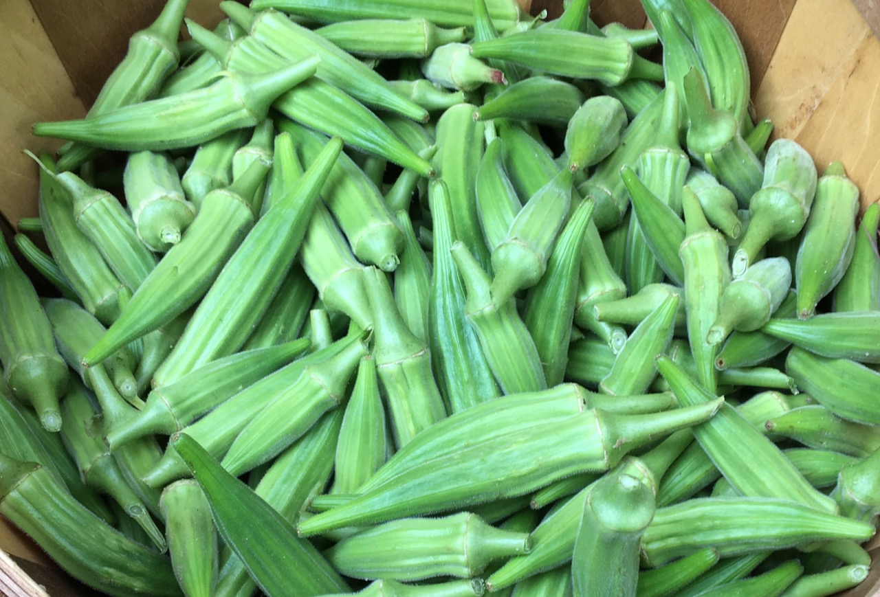 Postharvest Produce Guide – Okra | NC State Extension