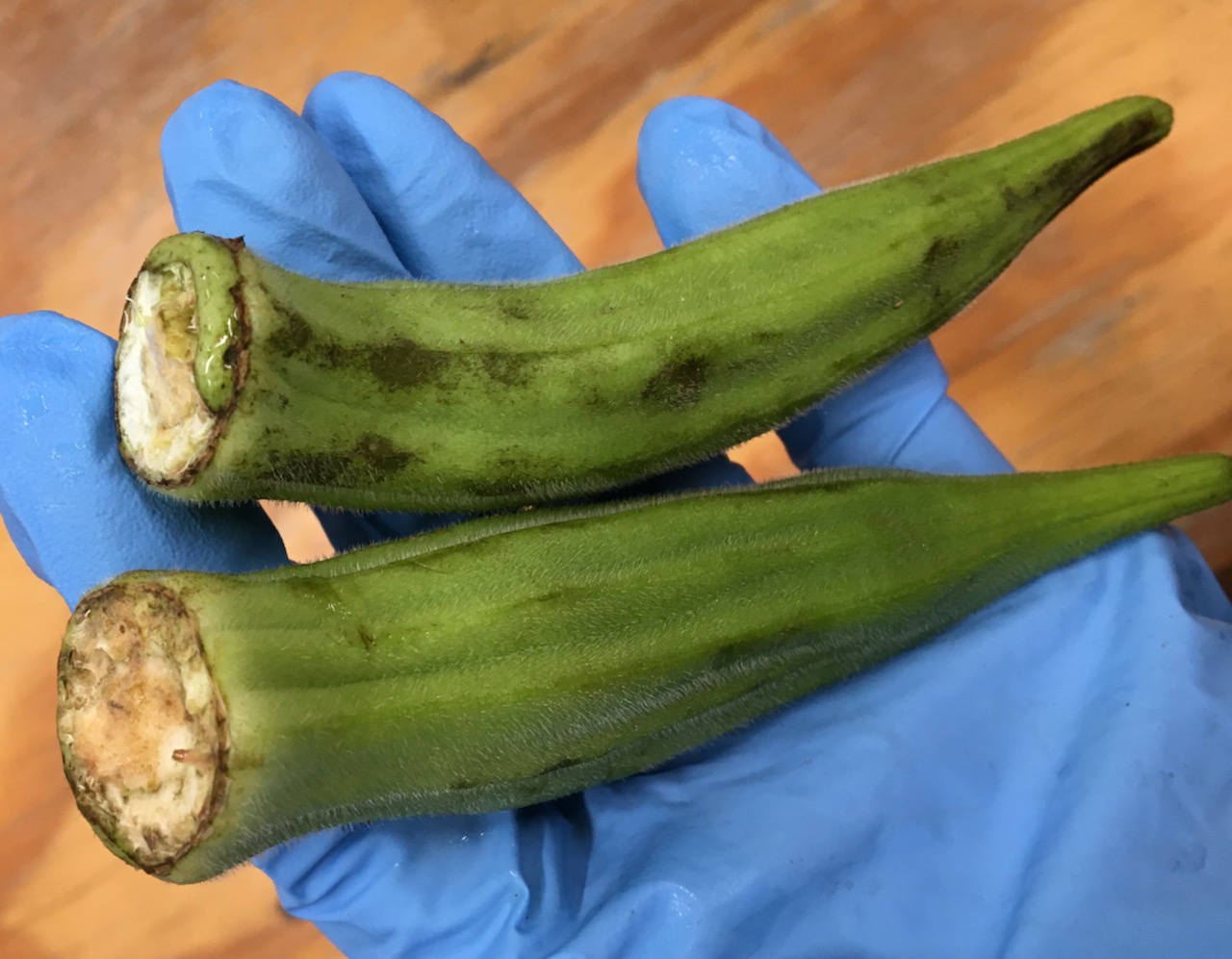 Postharvest Produce Guide – Okra | NC State Extension