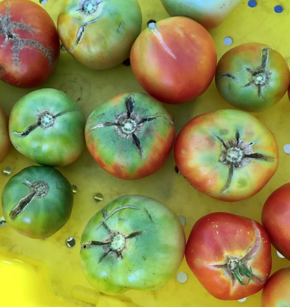 Postharvest Produce Guide – Tomato | NC State Extension