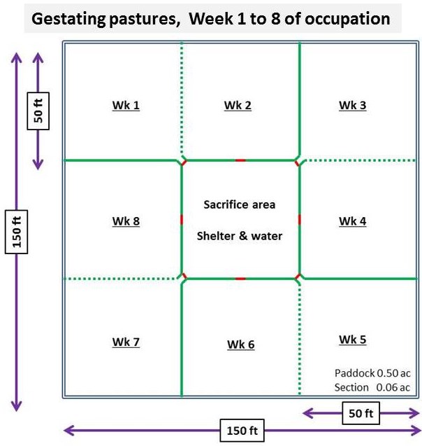 Designing Pasture Subdivisions for Practical Management of Hogs | NC ... Designing Pasture Subdivisions for Practical Management of Hogs | NC ...