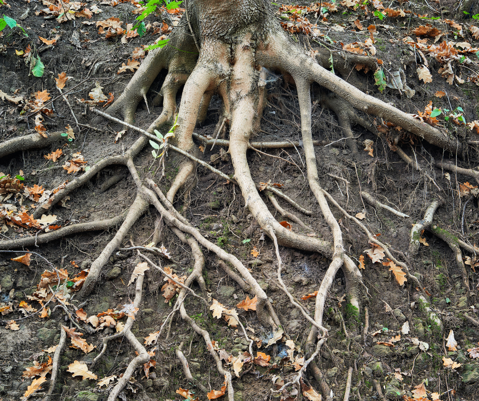 Root Problems Lead to Tree Decline | N.C. Cooperative Extension