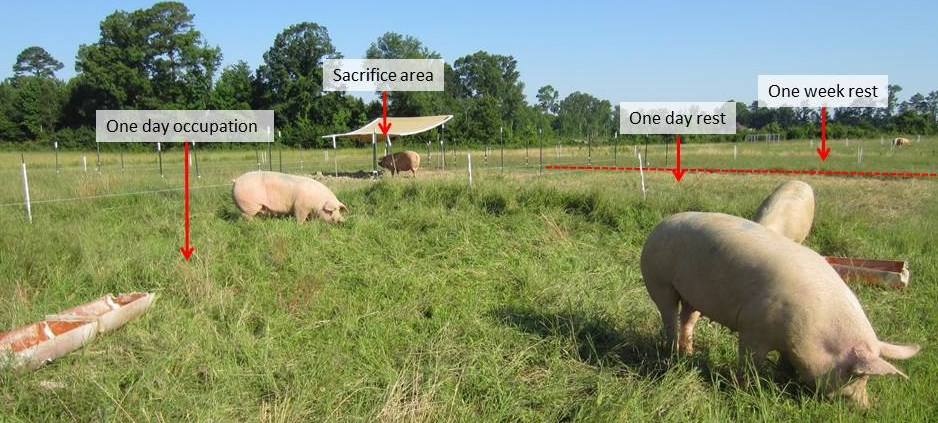 Designing Pasture Subdivisions for Practical Management of Hogs | NC ...