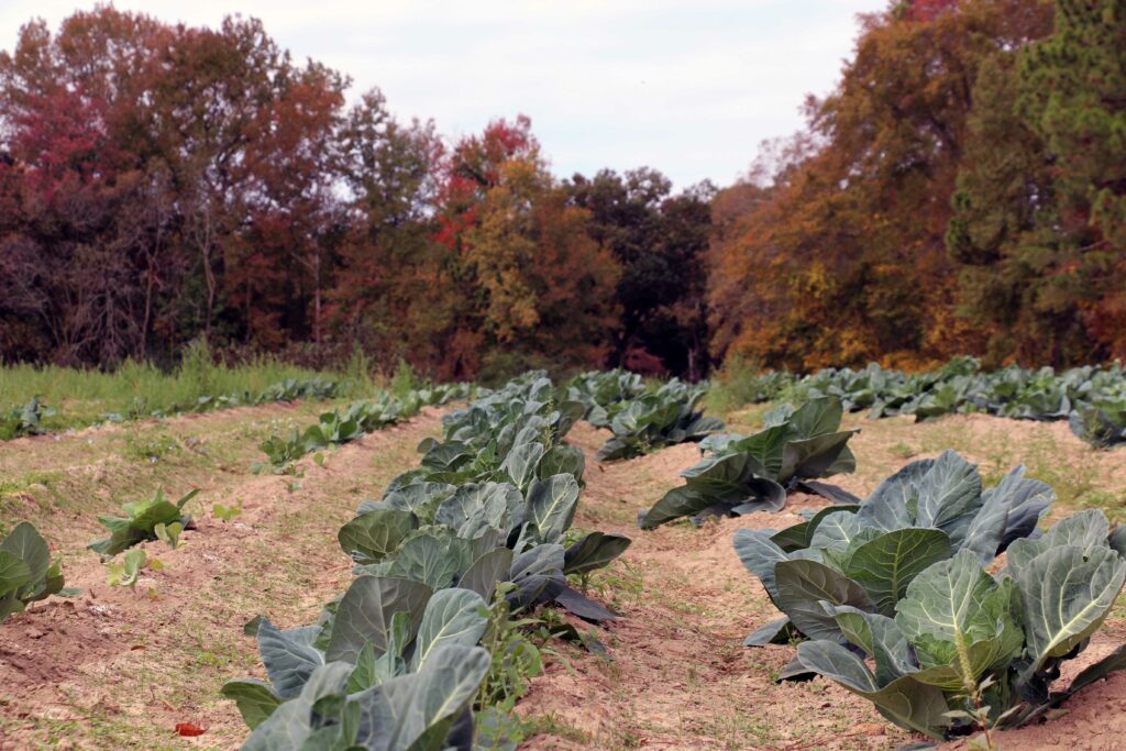 Promoting Healthy, Locally Grown Food | NC State Extension Promoting Healthy, Locally Grown Food | NC State Extension