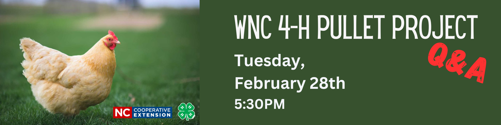 WNC 4-H Pullet Project Q&A | N.C. Cooperative Extension