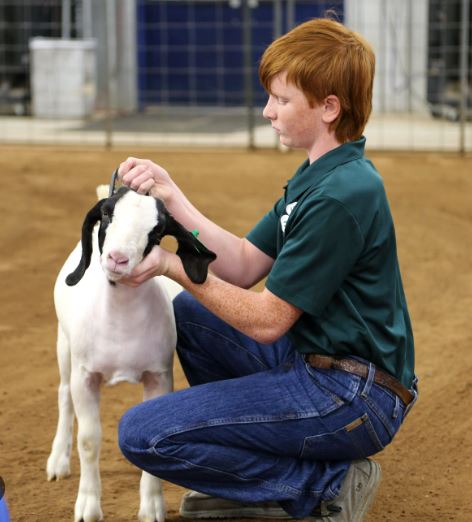 New Meat Goat Show to Debut in Cleveland County | N.C. Cooperative ...