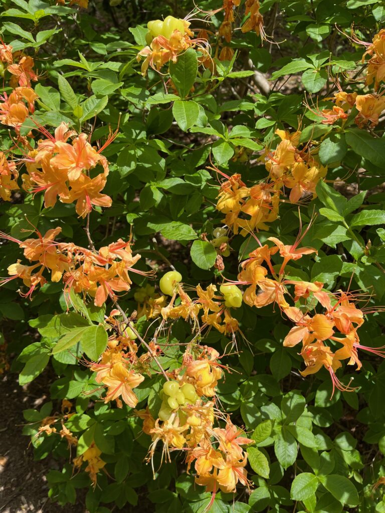 Pest Alert – Rhododendron/Azalea/Camellia Leaf Gall | N.C. Cooperative ...