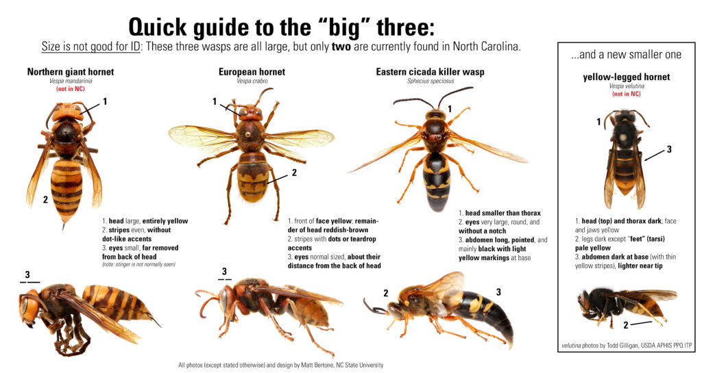 A Visual Guide to Northern Giant Hornets and Similar Insects | NC State ...