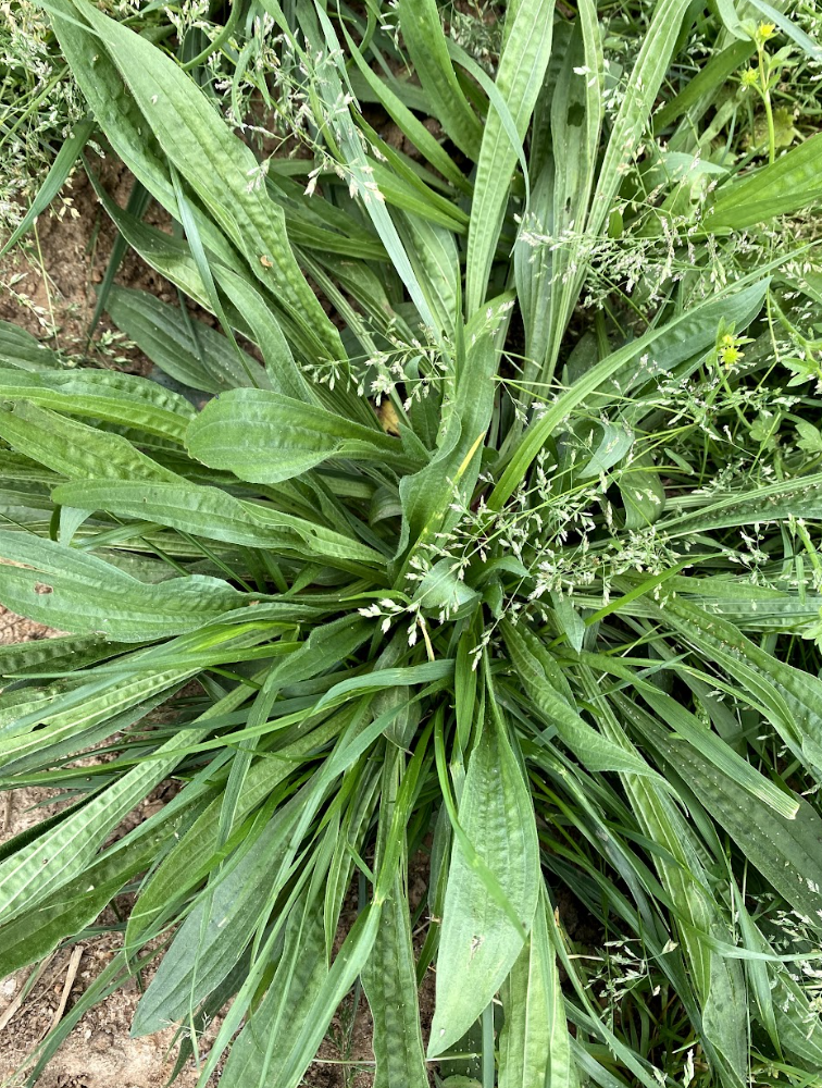 Pasture Weed Control Cool Season Broadleaf Weeds Nc Cooperative Extension