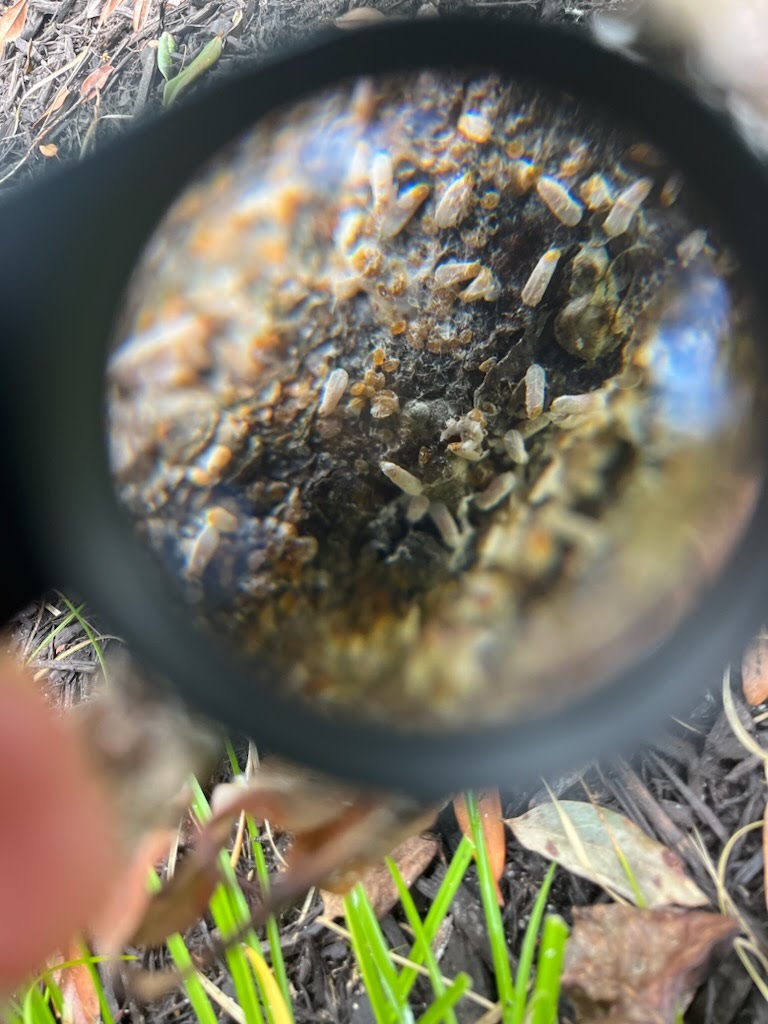 Pest Alert – Cherry Laurel Scale | N.C. Cooperative Extension