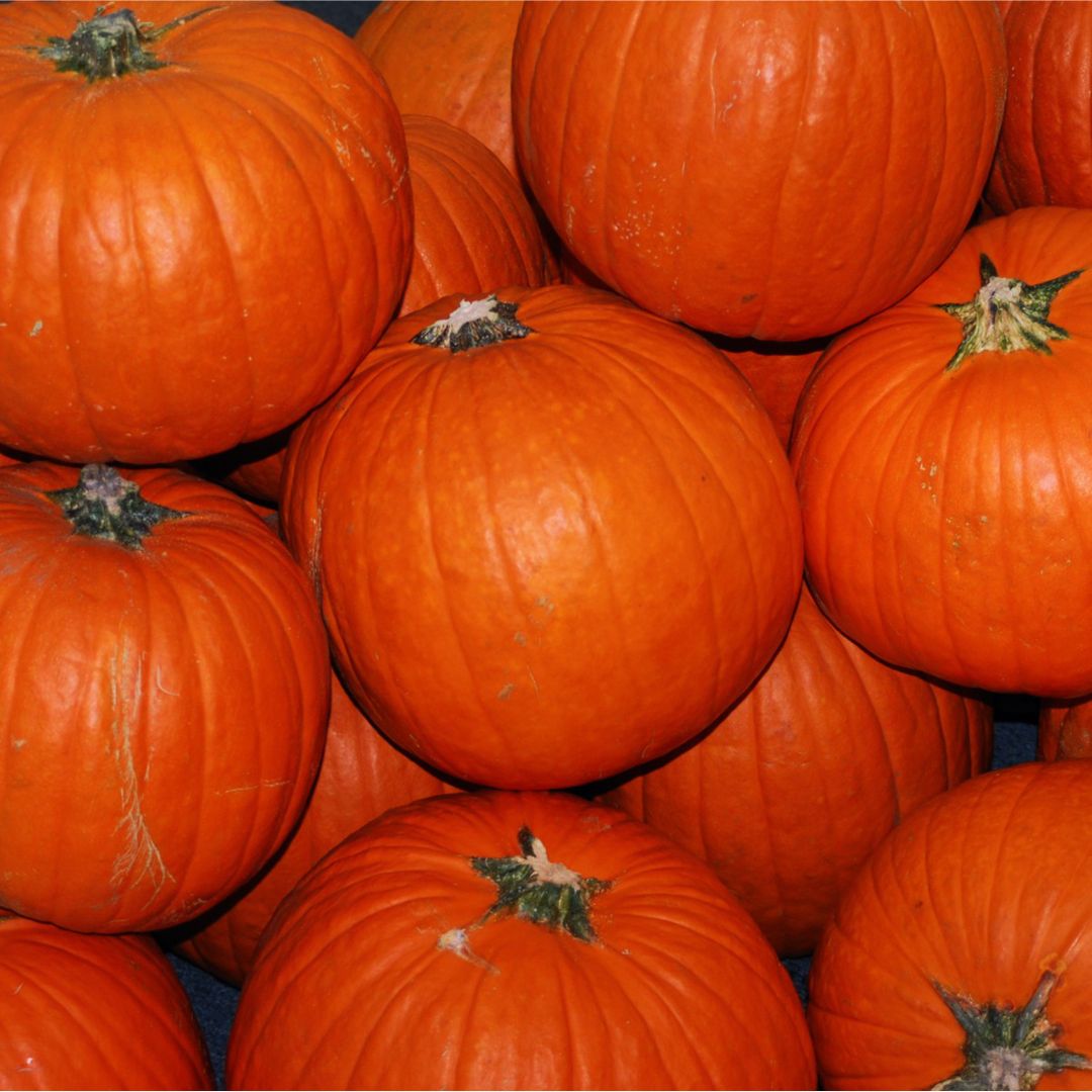 Preserving Pumpkins and Winter Squash | N.C. Cooperative Extension