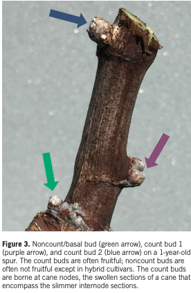 Time to Prune the Grape Vines | N.C. Cooperative Extension