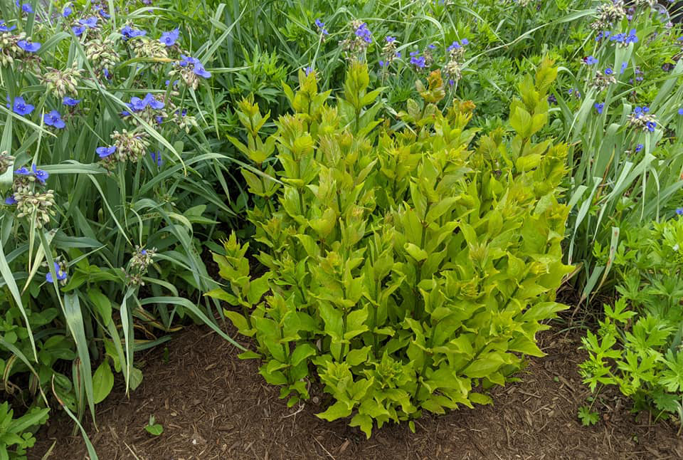 Spring Chores in the Pollinator Garden | NC State Extension