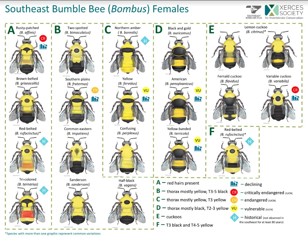 How to Identify Bumble Bees | NC State Extension