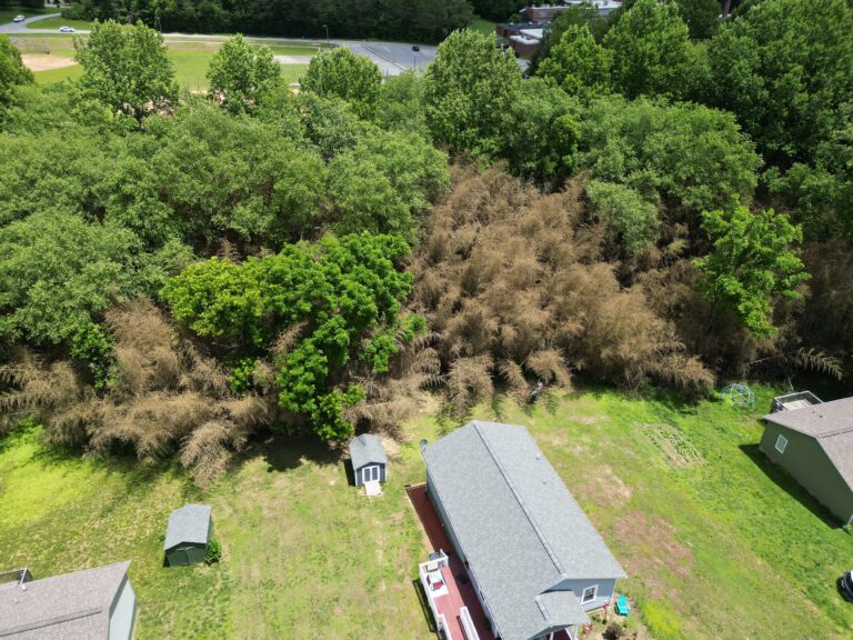 The Curious Case of Flowering Bamboo: Facts and Insights | N.C ...