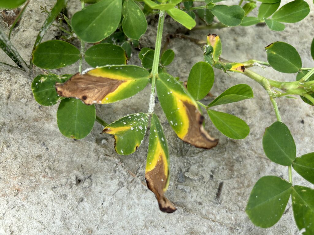 Leaf Scorch Peanut Notes No. 113 2024 | NC State Extension