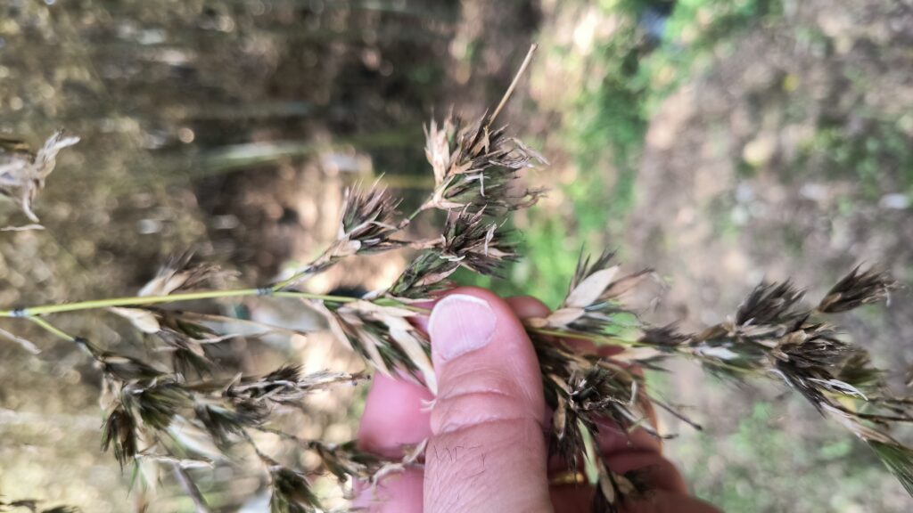 The Curious Case of Flowering Bamboo: Facts and Insights | N.C ...