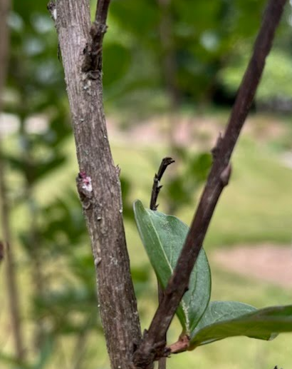 Pest Alert – Crape Myrtle Bark Scale in Henderson County | N.C ...