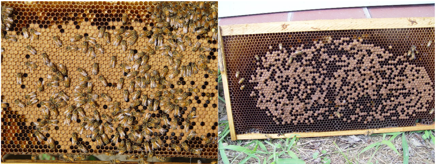 Dr. David Tarpy - Professor and Extension Specialist (Apiculture)