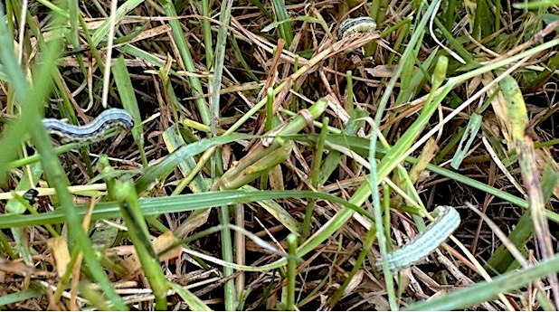 Control Options for Fall Armyworms in Pastures and Hayfields | N.C ...