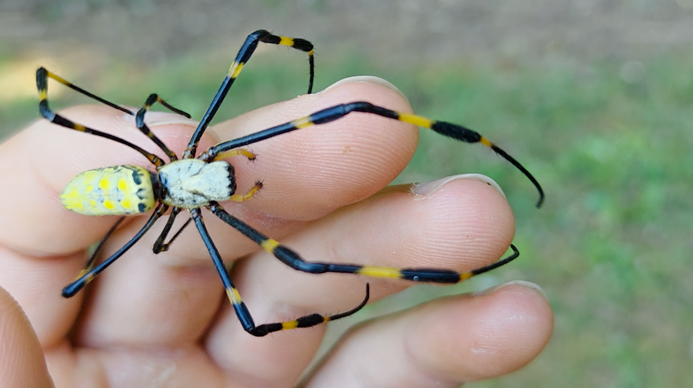 Joro Spiders in North Carolina: Everything You Need to Know | NC State ...